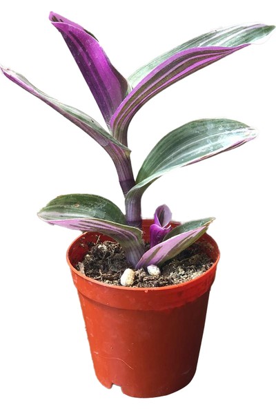 Socactus Tradescantia Zebrina - Kaktüs Sukulent