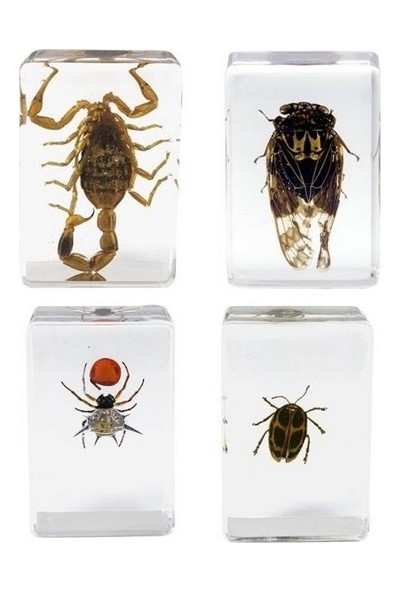 Celestron ​44424 3D Böcek Örneği Seti