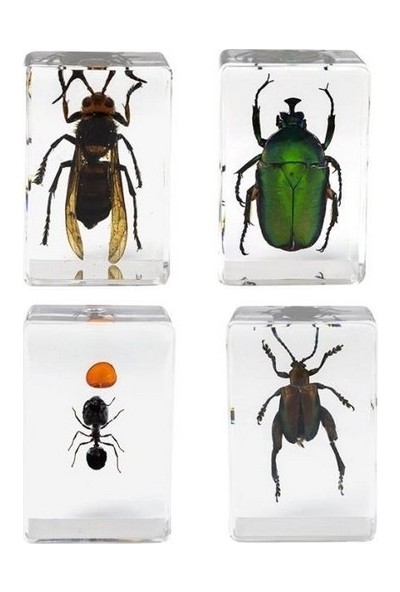 Celestron 44425 3D Böcek Örneği Seti