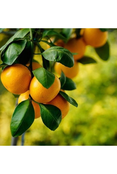 Fidan Sipariş Satsuma Mandalina Fidanı (Fa 5 Anacına Aşılı)