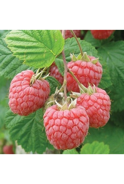 Fidan Sipariş Aksu Pembesi Ahududu Fidanı