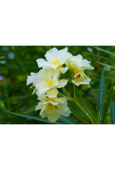 Plantistanbul Nerium Oleander Yellow Zakkum Fidanı Sarı 60-80 cm Saksıda Plantistanbul Nerium Oleander Yellow Zakkum Fidanı Sarı 60-80 cm Saksıda