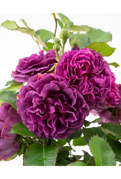 Plantistanbul Rosa Ad Alberello Minerva Kokulu Mor Baston Gül Fidanı +120 cmsaksıda