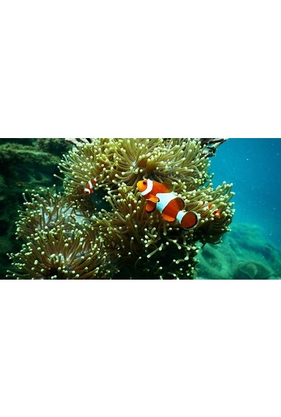 Kanki Pet Akvaryum Arka Fon Yapıştırma 125 x 63 cm Kanki Pet Akvaryum Arka Fon Yapıştırma 125 x 63 cm