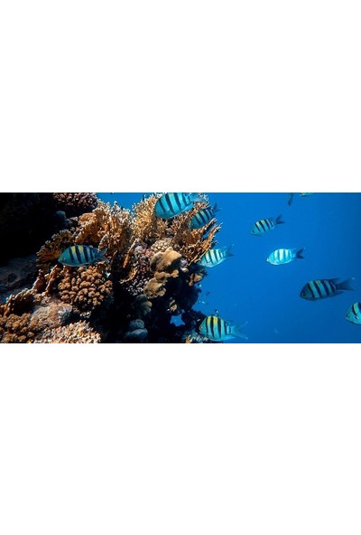 Kanki Pet Akvaryum Arka Fon Yapıştırma 155 x 65 cm Kanki Pet Akvaryum Arka Fon Yapıştırma 155 x 65 cm
