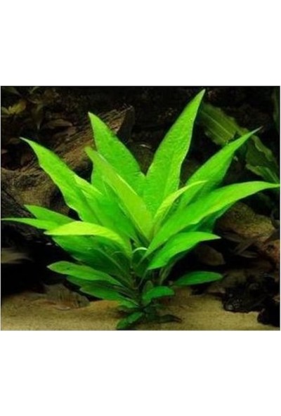 Akvaryum Bitkileri Hygrophila Corymbosa - Limon Saksı Canlı Bitki Akvaryum Bitkileri Hygrophila Corymbosa - Limon Saksı Canlı Bitki
