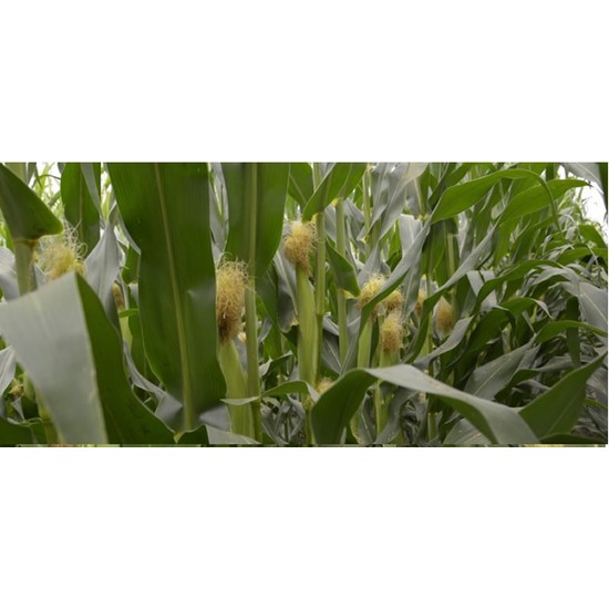 Mısır Tohumu Danelik Pioneer 31A34 Lumigen Premium Fiyatı