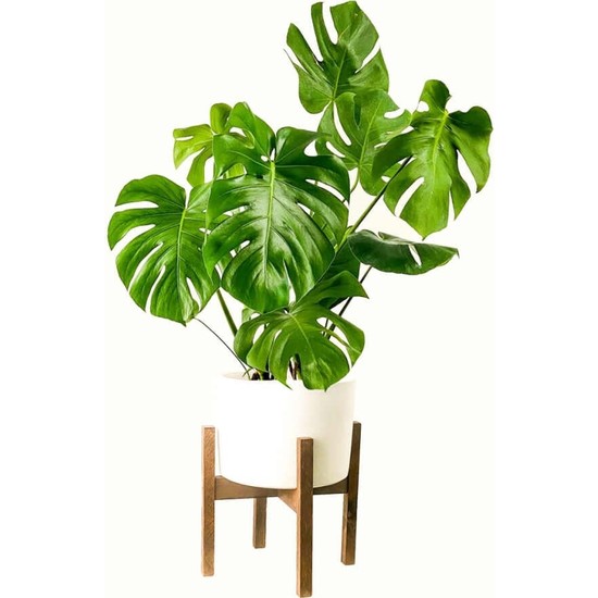 Fidan Burada Deve Tabanı - Monstera Deliciosa - Ruby Ahşap Fiyatı