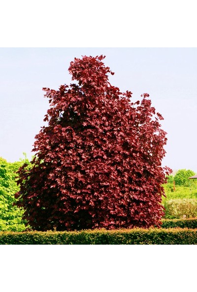 Tunç Botanik Akçaağaç Fidanı - Bordo Renkli