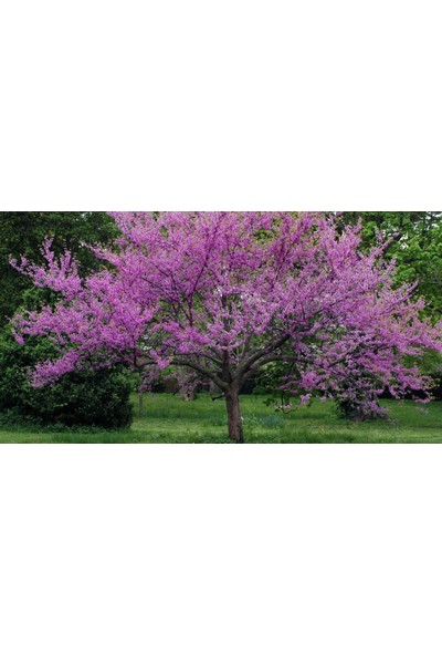 Tunç Botanik Erguvan Ağacı 1 m