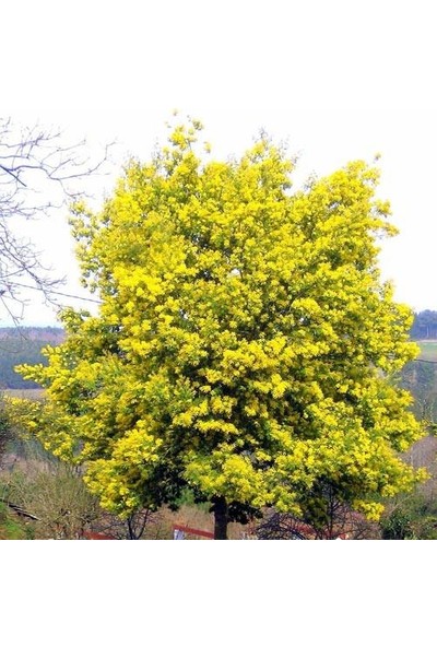 Tunç Botanik Mimoza Ağacı 150-200 cm