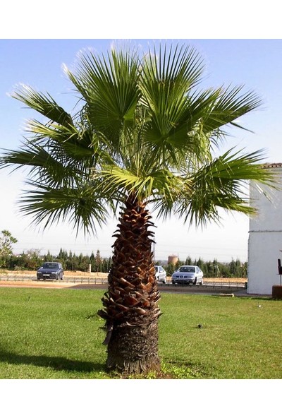 Tunç Botanik Tüylü Palmiye Fidanı 30-40 cm / Chamaerops Excelsa