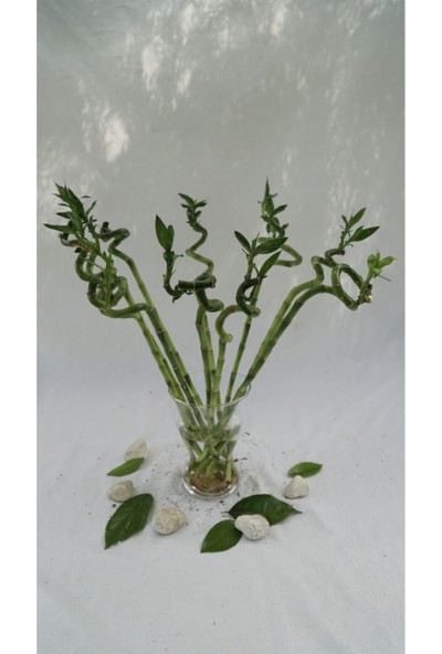 Bitki Fidanım Şans Bambusu 90-100 cm 5'li Bitki Fidanım Şans Bambusu 90-100 cm 5'li