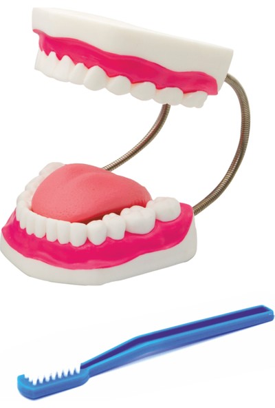 Edulab Diş Fırçalama Modeli