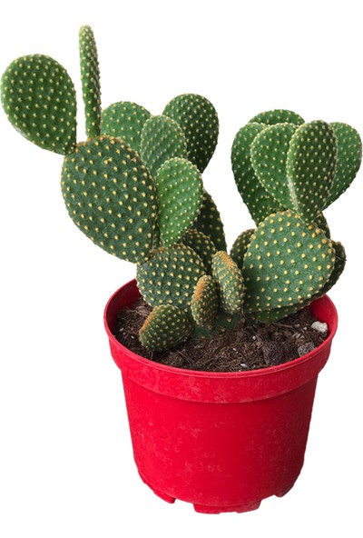 Socactus Büyük Boy ve Bol Köklü Tavşan Kulağı - Kaktüs Sukulent