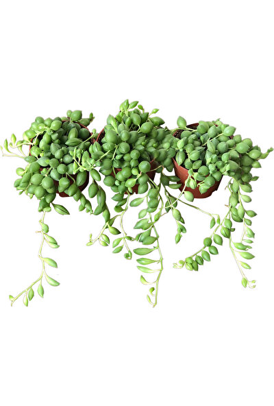 Socactus 3' Lü Tespih Kombin - Kaktüs Sukulent