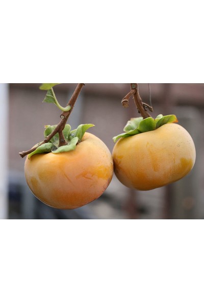 Kardeşler Fi̇dancılık Rojo Brıllante Trabzon Hurması Fidanı Kardeşler Fi̇dancılık Rojo Brıllante Trabzon Hurması Fidanı