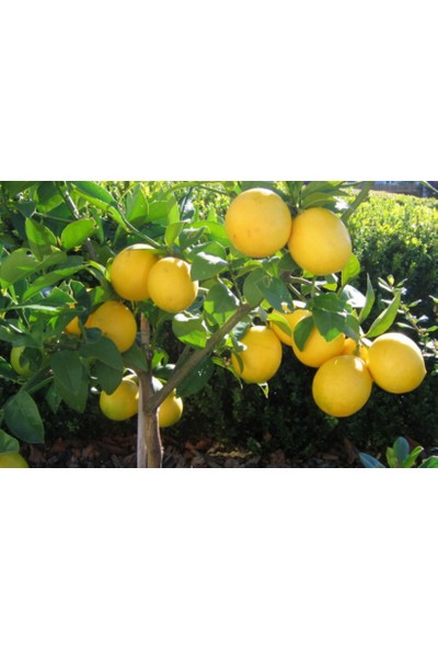 Kardeşler Fi̇dancılık Yediveren Limon Fidanı Kardeşler Fi̇dancılık Yediveren Limon Fidanı