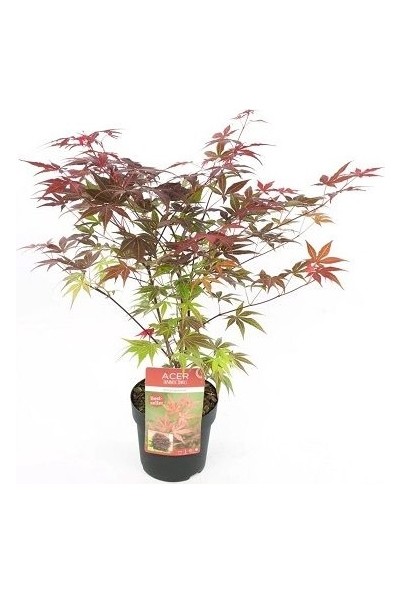 Plantistanbul Acer Palmatum Atropurpureum Kırmızı Yapraklı Akçaağaç, 40-60 Cm, Ithal, Saksıda