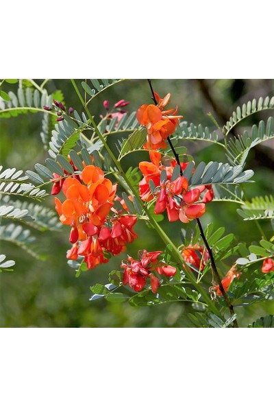 Plantistanbul Sesbania Punicea Scarlet Wisteria Turuncu Sesbanya, 80-100 Cm, Saksıda