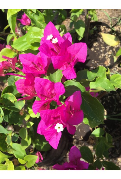 Plantistanbul Bougainvillea Pink Pembe Begonvil Fidanı +100 Cm, Büyük Yaş, Saksıda Plantistanbul Bougainvillea Pink Pembe Begonvil Fidanı +100 Cm, Büyük Yaş, Saksıda