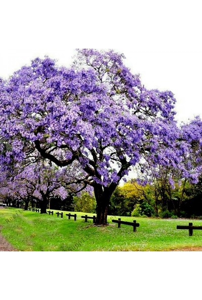 Plantistanbul Paulownia Tomentosa Pai Açık Mor Çiçekli Çin Kavağı 40-60 Cm, Saksıda