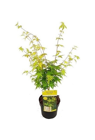 Plantistanbul Acer Palmatum Bi Hoo Sarı Gövdeli Akçaağaç, 40-60 Cm, Ithal, Saksıda