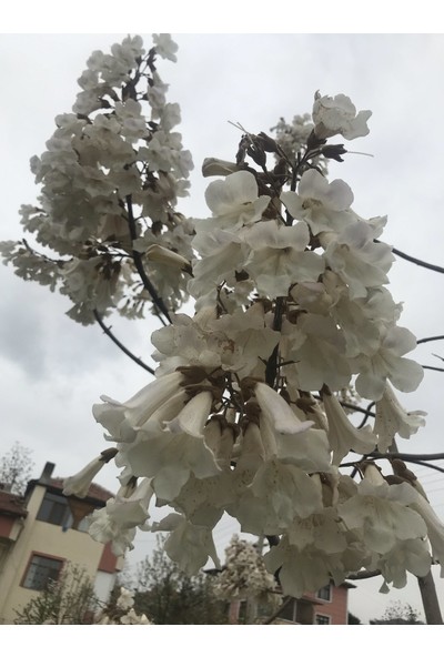 Plantistanbul Paulownia Fortunei Tomentosa Beyaz Çiçekli Çin Kavağı 40-60 Cm, Saksıda