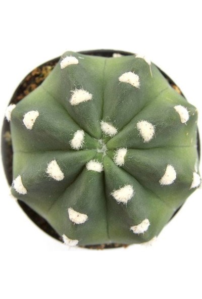 Oskaryum Echinopsis Domino Kaktüs 5,5 cm Saksılı