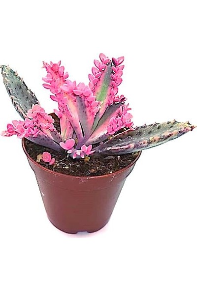 Plato Aşkın Gözyaşı Pembe Plato Aşkın Gözyaşı Pembe