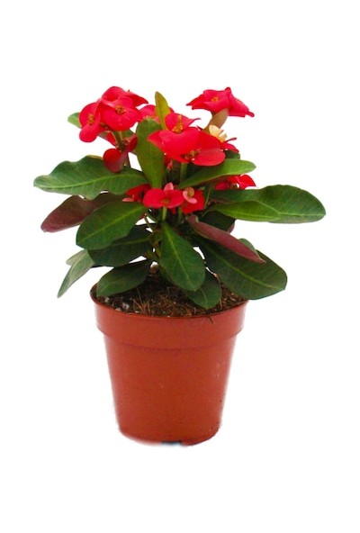 Torubahce Mini Euphorbia Milii Kaktüs Dikenler Tacı Kırmızı Renkli 10 cm x 15 cm