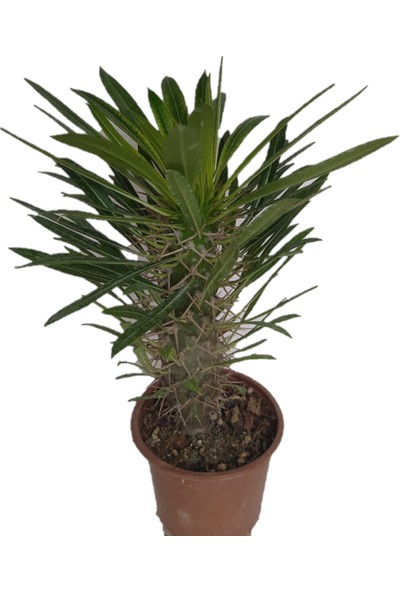 Torubahce Madagaskar Palmiyesi Pachypodium Lamerei Kaktüs 10 cm x 20 cm