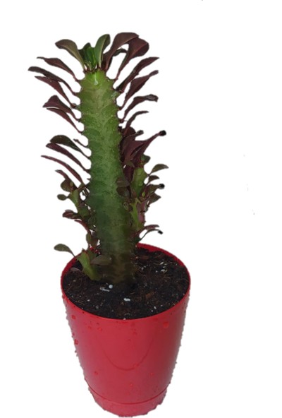 Torubahce Euphorbia Trigona Rubra Kaktüs Kırmızı Süt Ağacı 10 cm x 20 cm Torubahce Euphorbia Trigona Rubra Kaktüs Kırmızı Süt Ağacı 10 cm x 20 cm