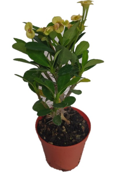 Torubahce Euphorbia Milii Dikenler Tacı Aşılı Kaktüs 10 cm x 20 cm