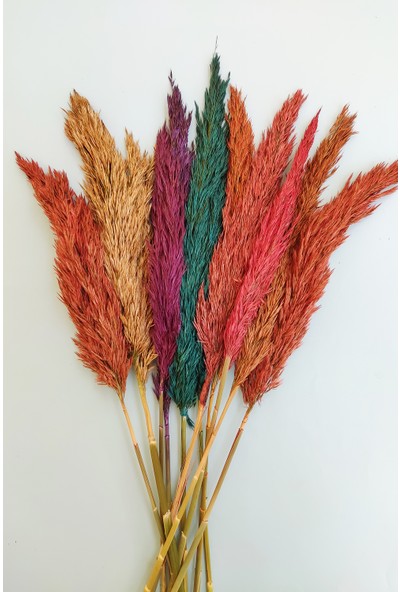 Eçiçek Şoklanmış 10'lu Pampas Otu Karışık Renk 100 cm