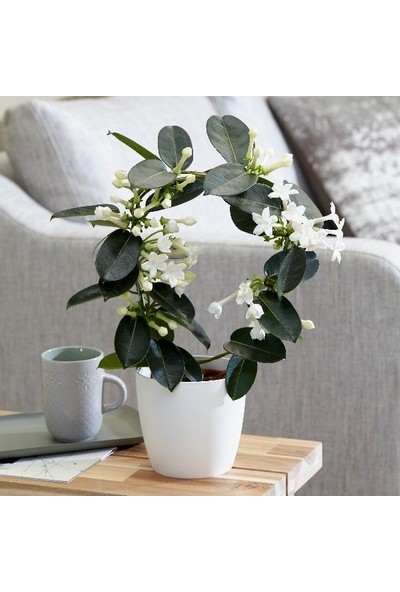Salon Bitkileri Madagaskar Yasemini Stephanotis Çiçeği Beyaz