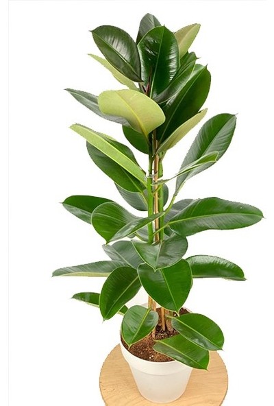 Salon Bitkileri Kauçuk Çiçeği 2'li