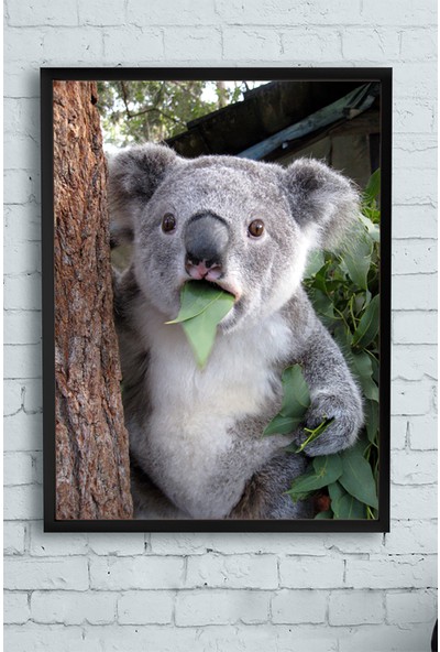 Postermanya Koala Hayvan Çerçeveli Tablo 21 x 30 cm Postermanya Koala Hayvan Çerçeveli Tablo 21 x 30 cm
