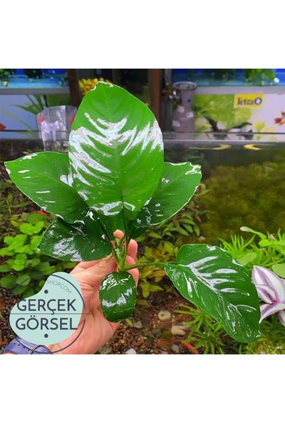 Akvaryum Bitkileri Anubias Broad Leaf 6-7 Yapraklı Canlı Bitki L Akvaryum Bitkileri Anubias Broad Leaf 6-7 Yapraklı Canlı Bitki L