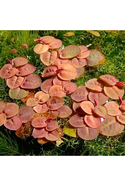 Akvaryum Bitkileri Phyllanthus Fluitans Su Üstü Canlı Bitki Akvaryum Bitkileri Phyllanthus Fluitans Su Üstü Canlı Bitki