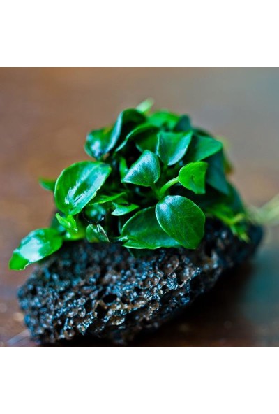 Akvaryum Bitkileri Anubias Petite Saksı Canlı Bitki Akvaryum Bitkileri Anubias Petite Saksı Canlı Bitki