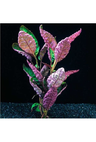 Akvaryum Bitkileri Hemigraphis Exotica Saksı Canlı Bitki Akvaryum Bitkileri Hemigraphis Exotica Saksı Canlı Bitki