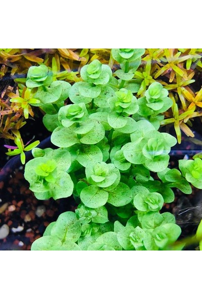Akvaryum Bitkileri Rotala Indica Green Saksı Canlı Bitki Akvaryum Bitkileri Rotala Indica Green Saksı Canlı Bitki