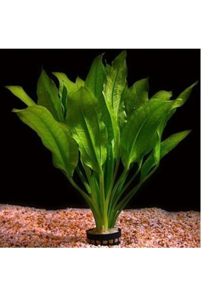 Akvaryum Bitkileri Echinodorus Amazonicus Saksı Canlı Bitki Akvaryum Bitkileri Echinodorus Amazonicus Saksı Canlı Bitki