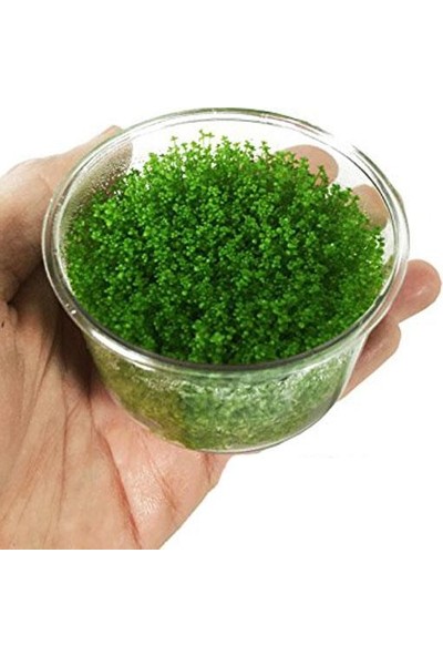 Akvaryum Bitkileri Hemianthus Callitrichoides 'cuba' In Vitro Cup Canlı Bitki Akvaryum Bitkileri Hemianthus Callitrichoides 'cuba' In Vitro Cup Canlı Bitki
