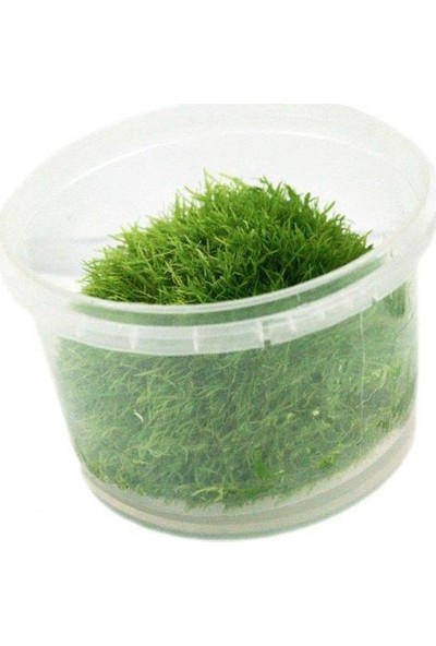 Akvaryum Bitkileri Utricularia Graminifolia In Vitro Canlı Bitki Akvaryum Bitkileri Utricularia Graminifolia In Vitro Canlı Bitki