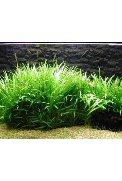 Akvaryum Bitkileri Echinodorus Latifolius Xingu Saksı Canlı Bitki Akvaryum Bitkileri Echinodorus Latifolius Xingu Saksı Canlı Bitki