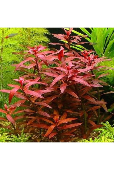 Akvaryum Bitkileri Ludwigia Peruensis Saksı Canlı Bitki Akvaryum Bitkileri Ludwigia Peruensis Saksı Canlı Bitki