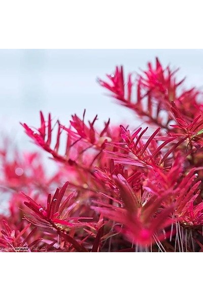 Akvaryum Bitkileri Rotala Indica Red In Vitro Canlı Bitki Akvaryum Bitkileri Rotala Indica Red In Vitro Canlı Bitki
