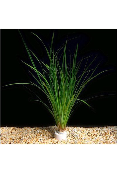 Akvaryum Bitkileri Cyperus Juncus Saksı Canlı Bitki Akvaryum Bitkileri Cyperus Juncus Saksı Canlı Bitki